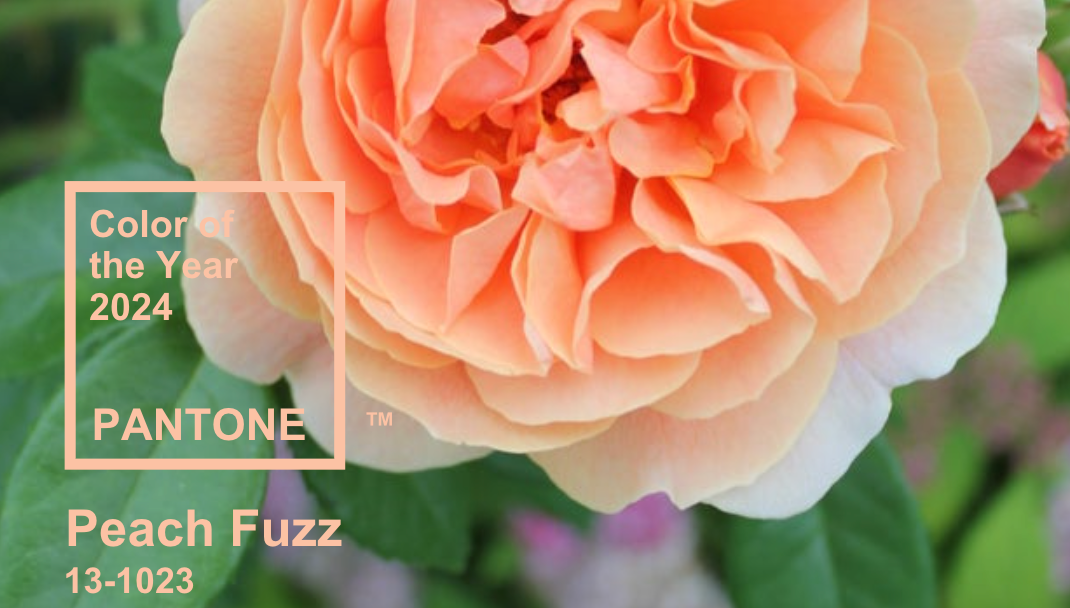2024 Pantone's Color of the Year: Peach Fuzz – Proven Winners Direct™