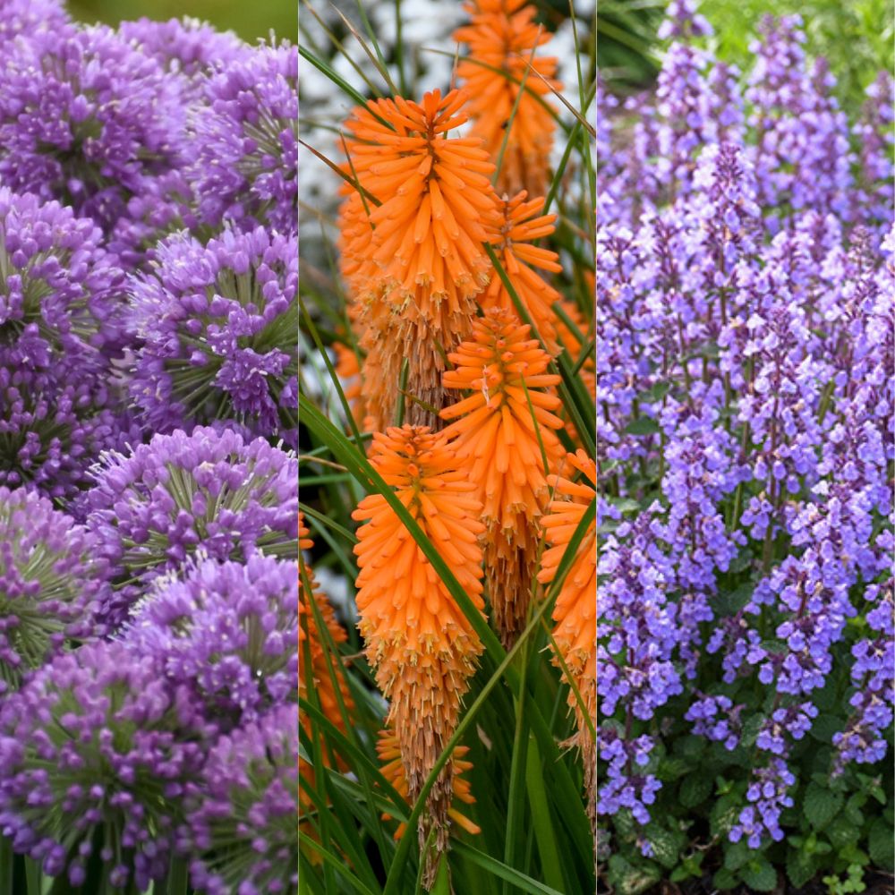 Deer Resistant Sunscape #4 EZ Scape™ – Proven Winners Direct™