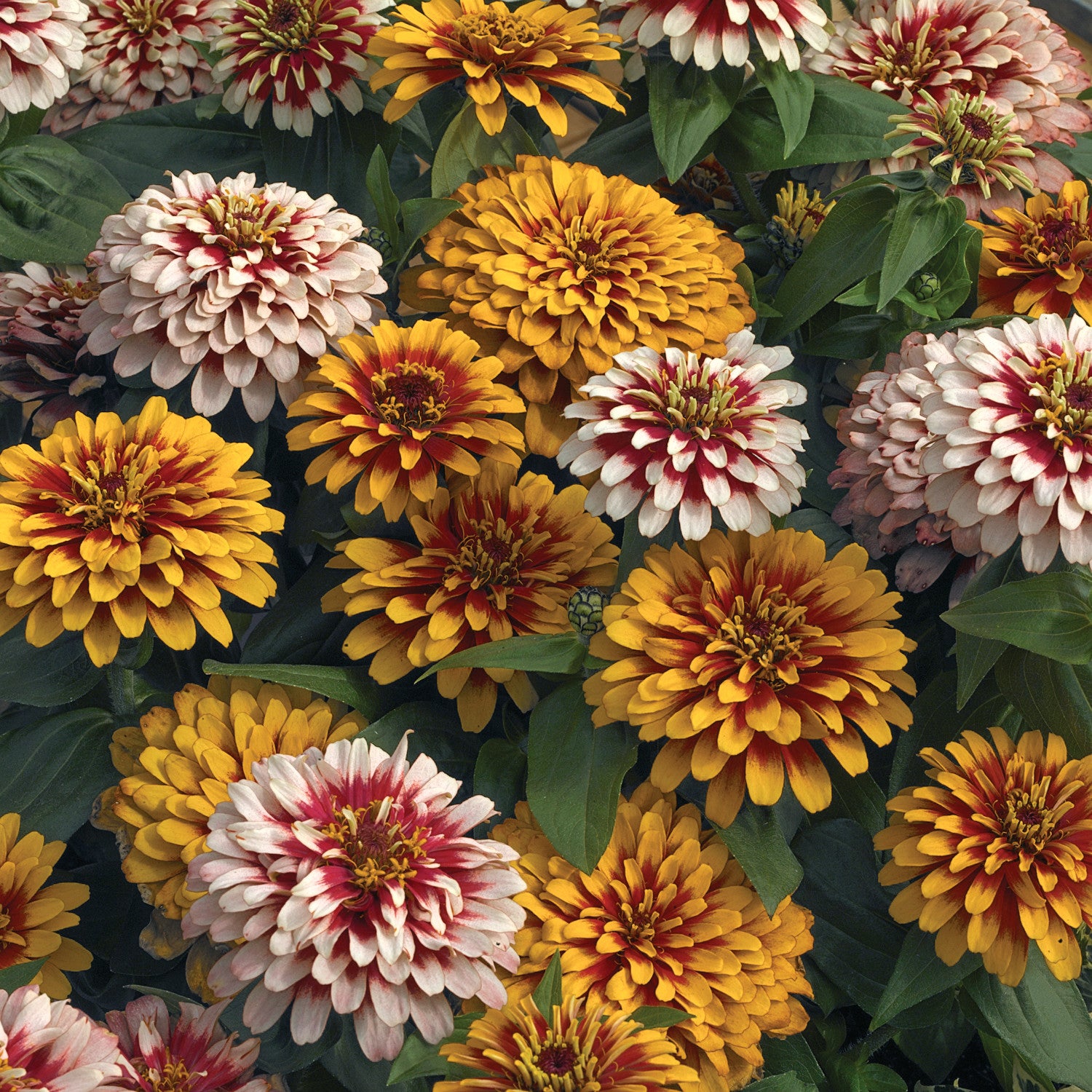 Zinnia | Proven Selections® Sweet Tooth Candy Corn | Proven Winners® Annuals – Proven Winners ...