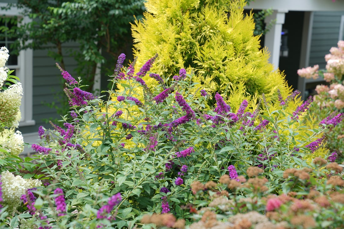 Butterfly Bush– The Ultimate Care Guide from Proven Winners® – Proven ...