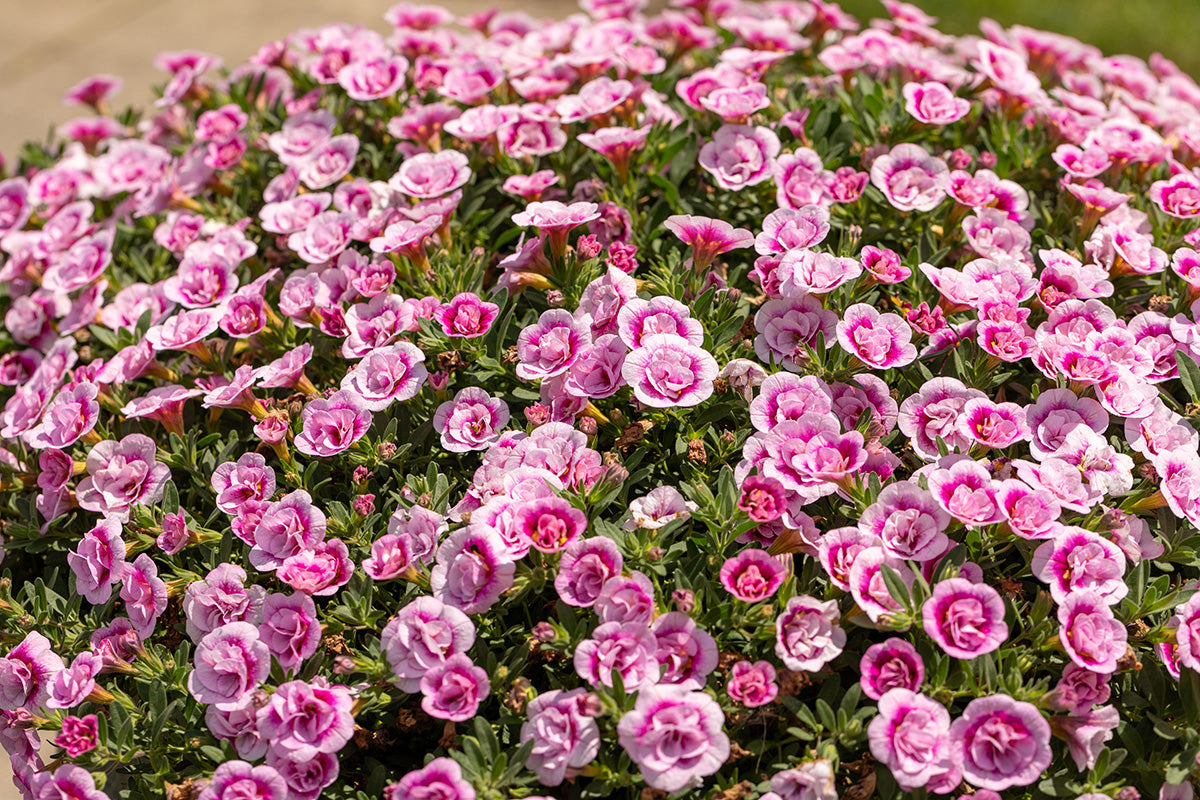 Succeeding with Superbells® Calibrachoa – Proven Winners Direct™