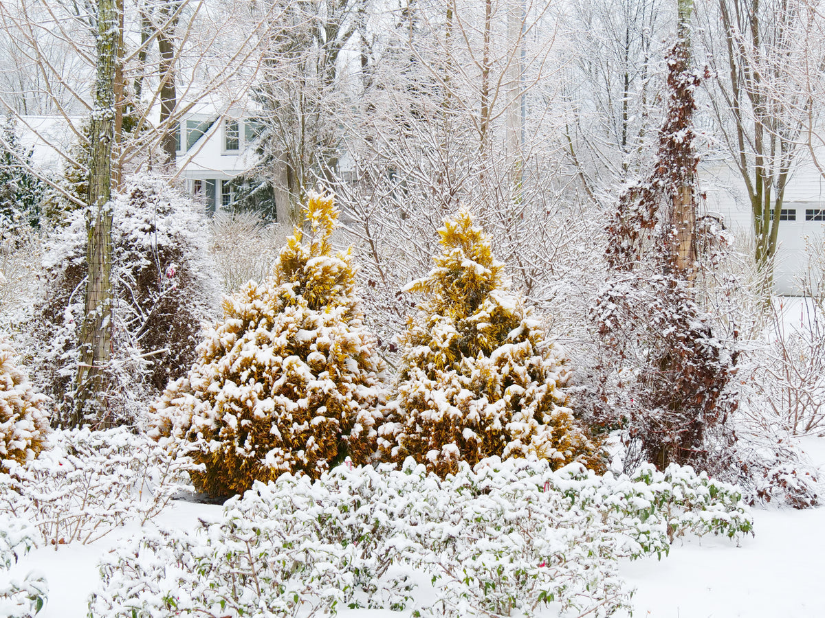 The Ultimate Guide to Cold Hardy Plants – Proven Winners Direct™