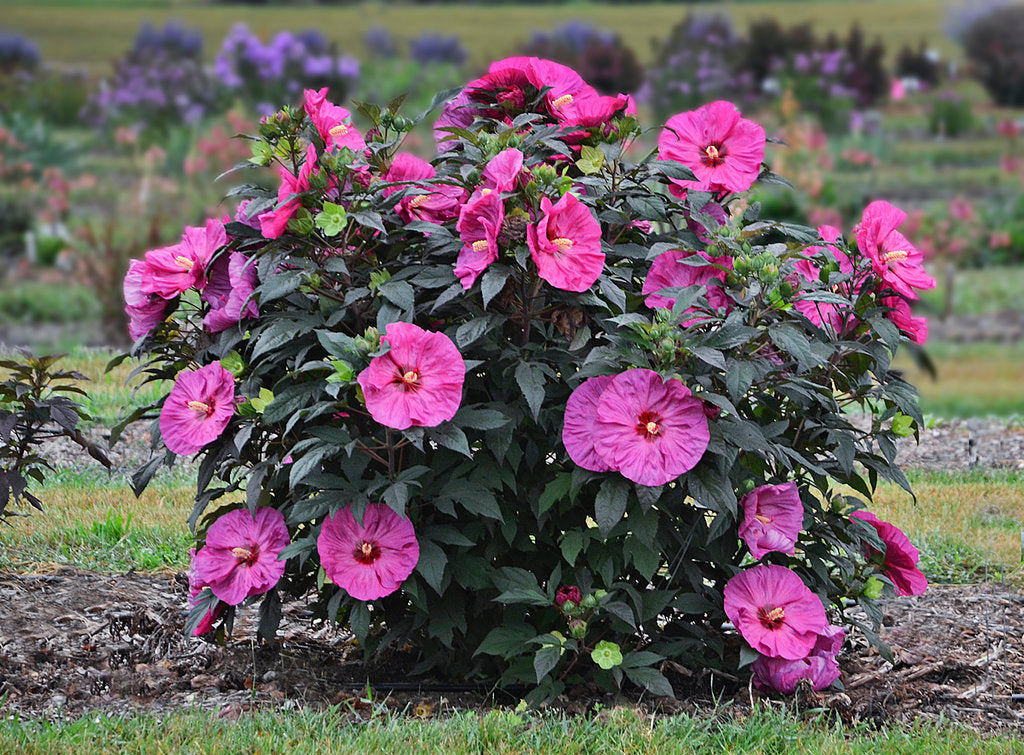 Summerific® Hibiscus– Care Guide – Proven Winners Direct™