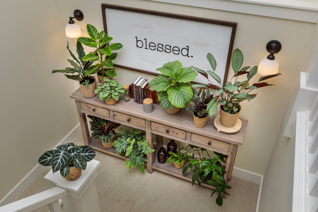 Indoor Plant Care 101 - The Ultimate Houseplant Growing Guide – Proven ...