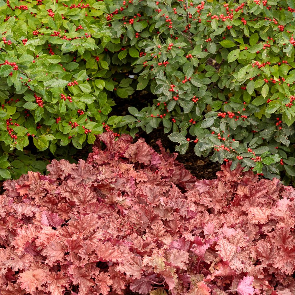 Juglone Resistant Plants – Proven Winners Direct™