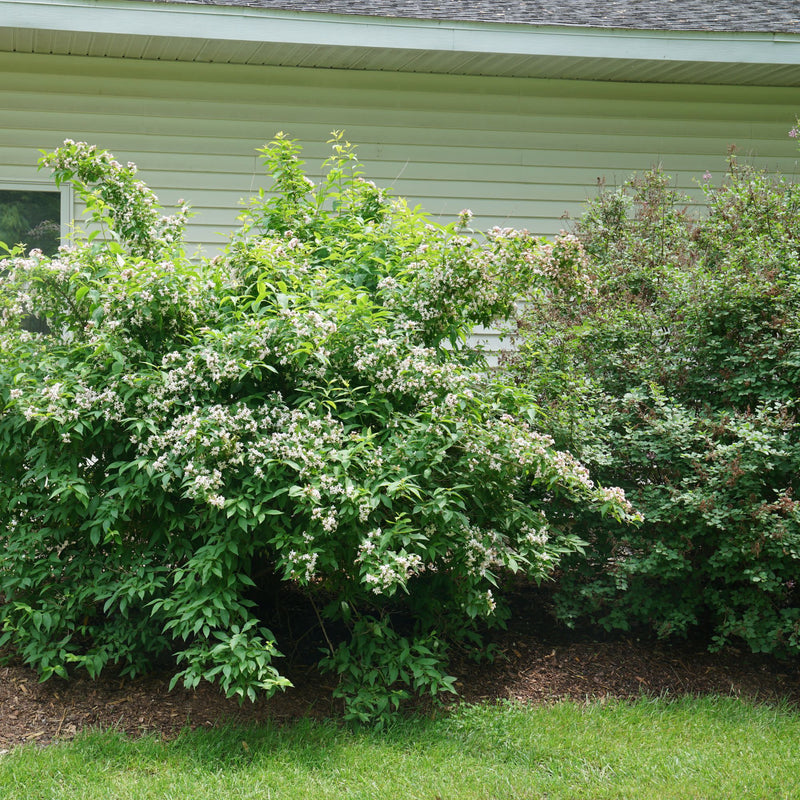 Hardy Abelia | Sweet Emotion Blaze® | Proven Winners® Shrubs – Proven ...