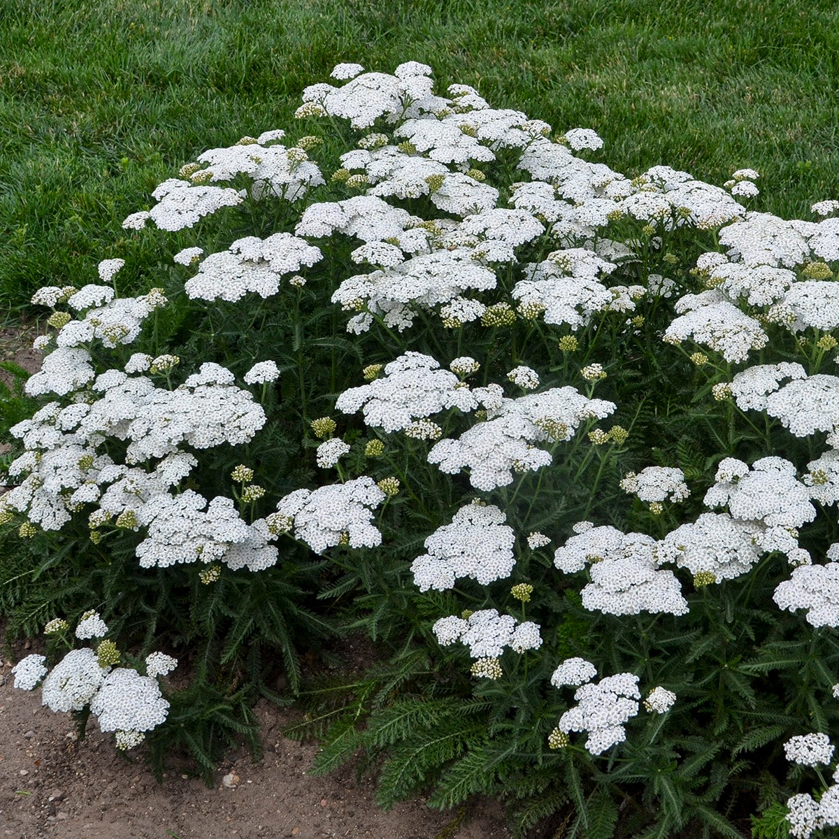 Yarrow | 'Firefly Diamond' | Proven Winners® Perennials – Proven ...