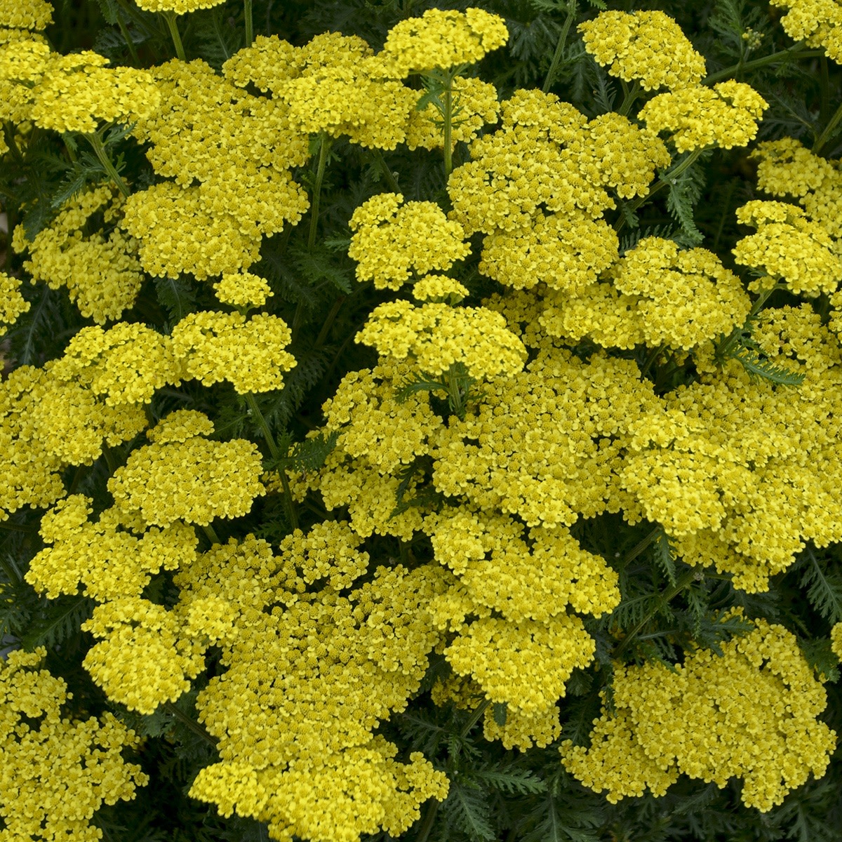 Yarrow | 'Firefly Sunshine' | Proven Winners® Perennials – Proven ...