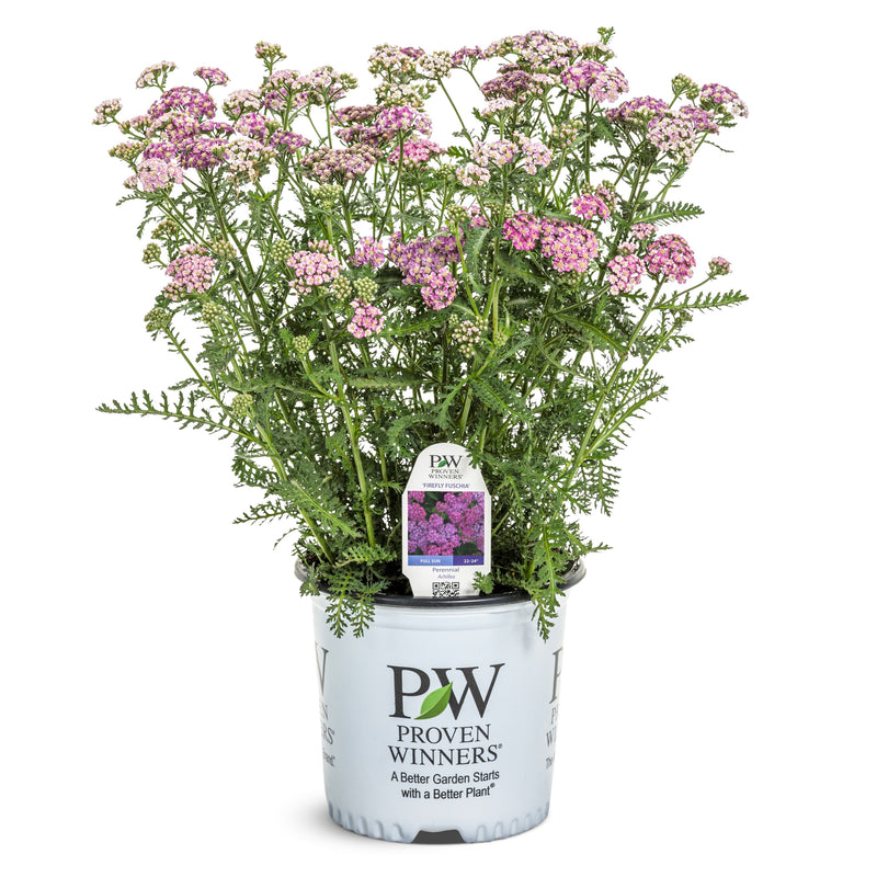 Yarrow | 'Firefly Fuchsia' | Proven Winners® Perennials – Proven ...