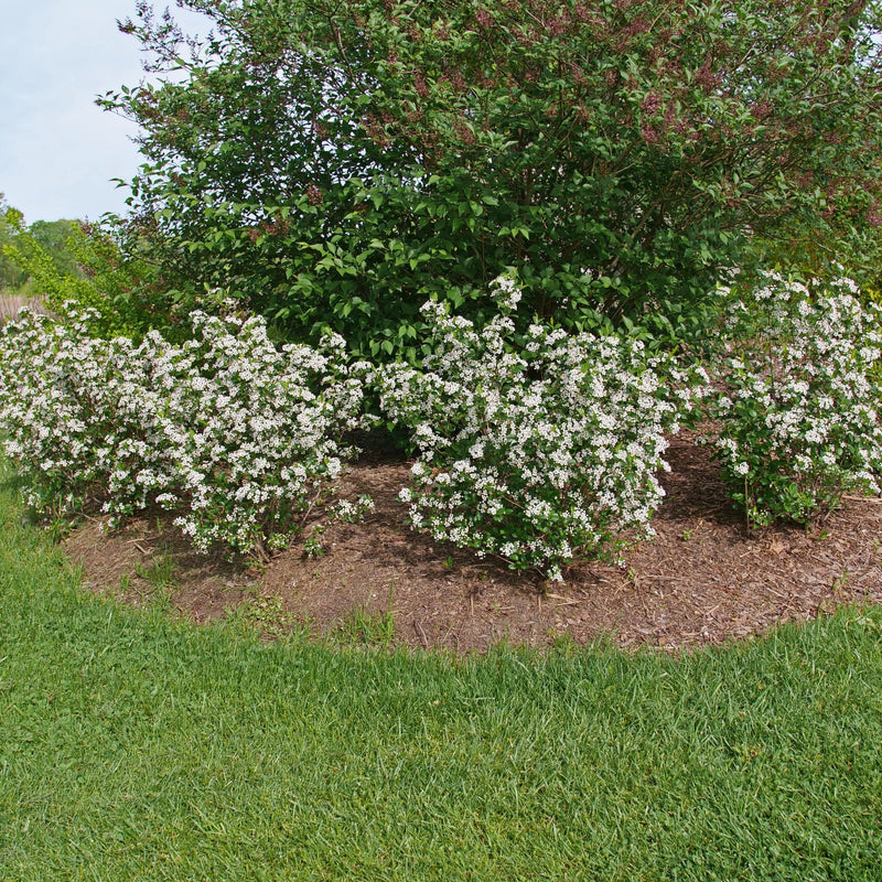 Aronia | Low Scape Snowfire® | Proven Winners® Shrubs – Proven Winners ...