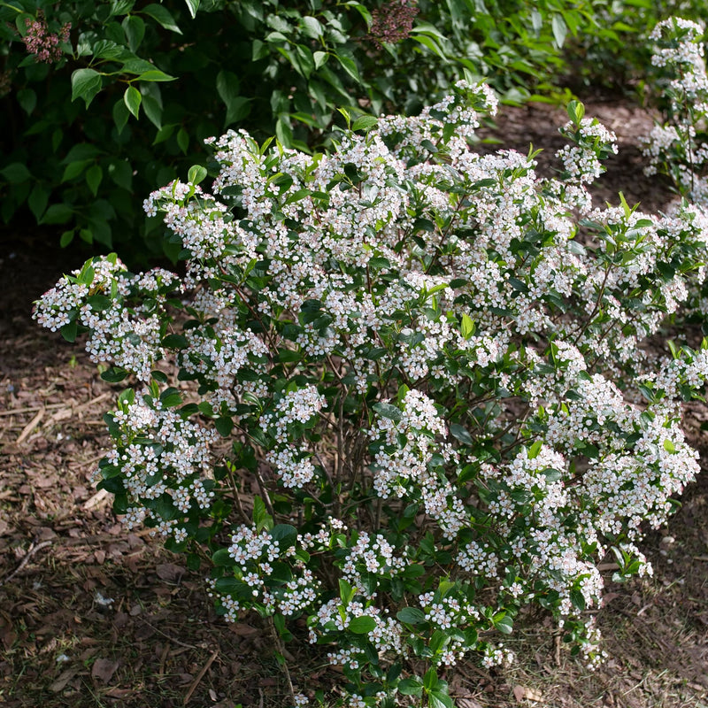 Aronia | Low Scape Snowfire® | Proven Winners® Shrubs – Proven Winners ...