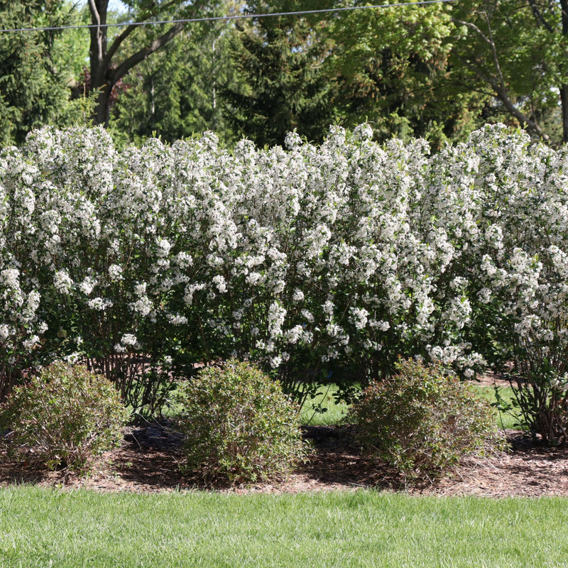 Aronia | Low Scape Snowfire® | Proven Winners® Shrubs – Proven Winners ...