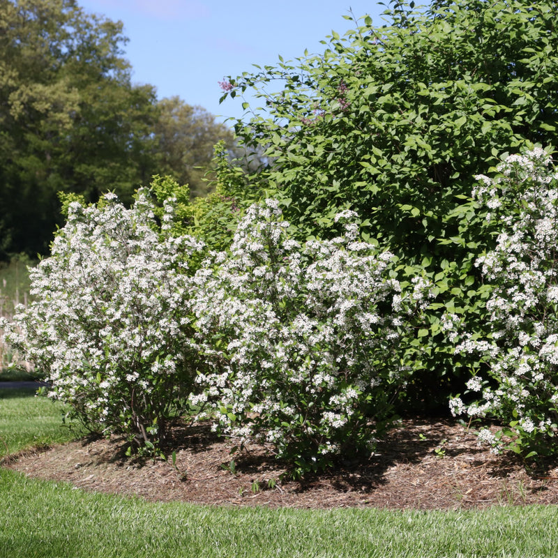 Aronia | Low Scape Snowfire® | Proven Winners® Shrubs – Proven Winners ...
