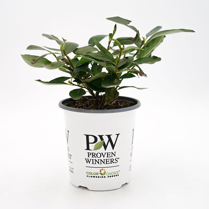 Aronia | Ground Hug® | Proven Winners® Shrubs – Proven Winners Direct™