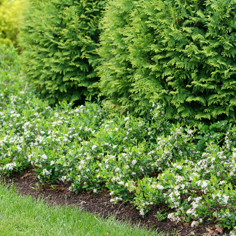 Aronia | Ground Hug® | Proven Winners® Shrubs – Proven Winners Direct™