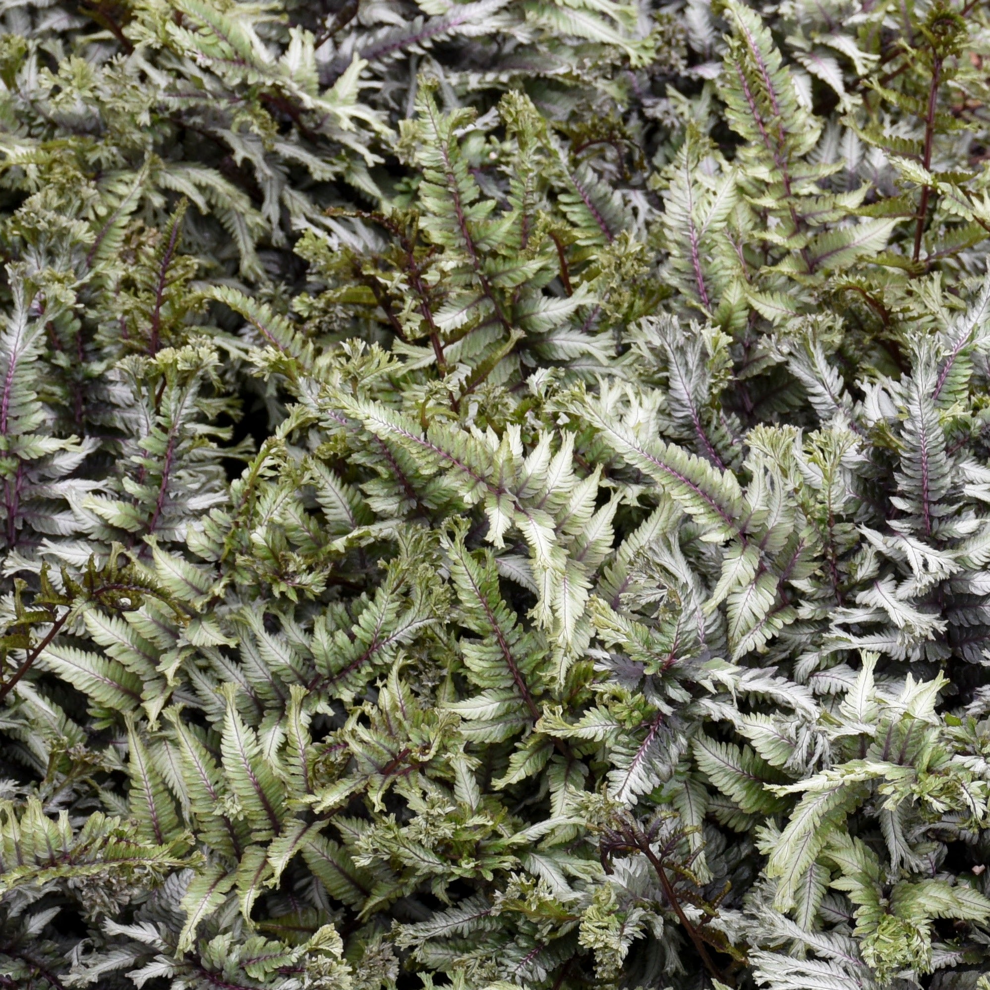 Crested Japanese Painted Fern | Crested Surf | Proven Winners ...