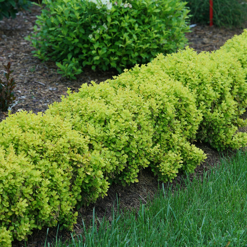 Barberry | Sunjoy® Mini Saffron | Proven Winners® Shrubs – Proven ...