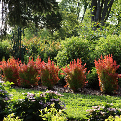 Barberry | Sunjoy Orange Pillar® | Proven Winners® Shrubs – Proven ...