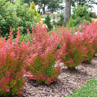 Barberry | Sunjoy Orange Pillar® | Proven Winners® Shrubs – Proven ...