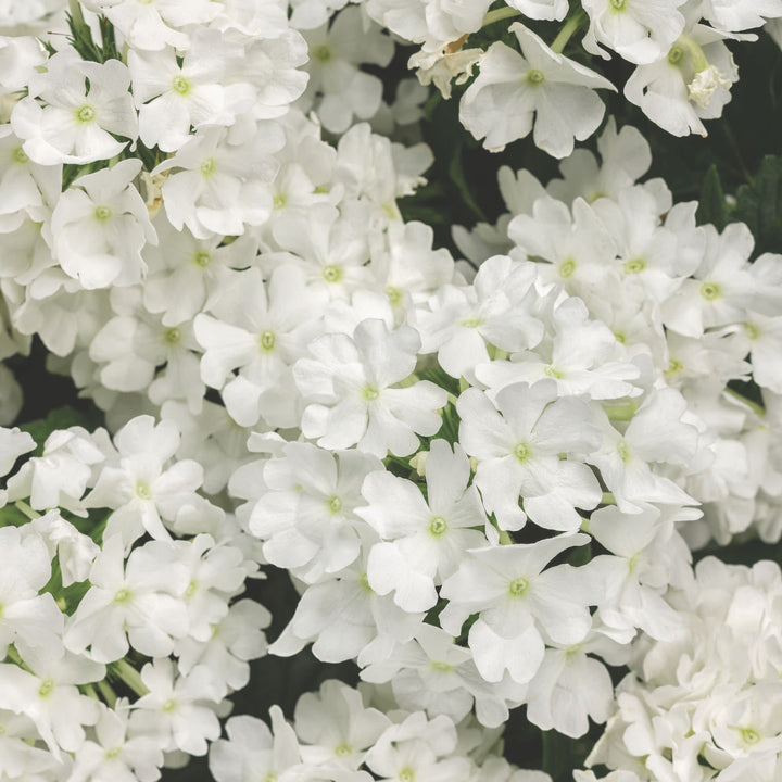 Verbena Flower | Proven Winners Direct Superbena® – Proven Winners Direct™