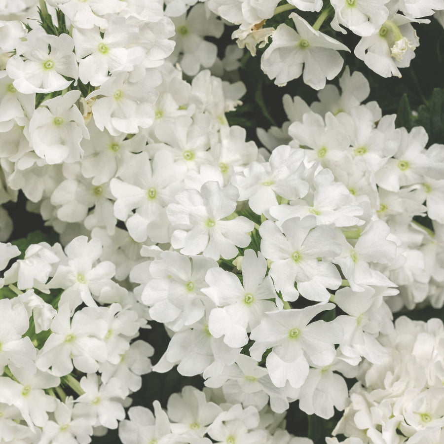 Verbena Flower | Proven Winners Direct Superbena® – Proven Winners Direct™