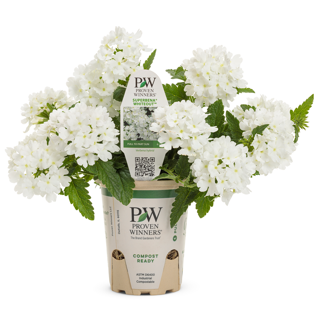 Verbena Flower | Proven Winners Direct Superbena® – Proven Winners Direct™