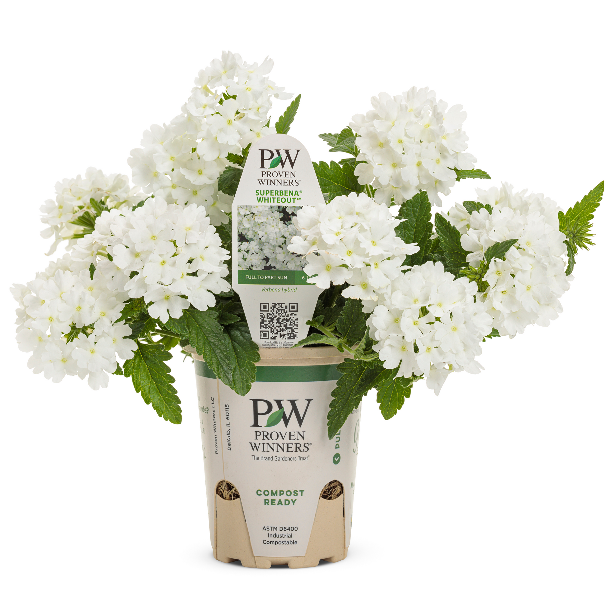 Verbena Flower | Proven Winners Direct Superbena® – Proven Winners Direct™