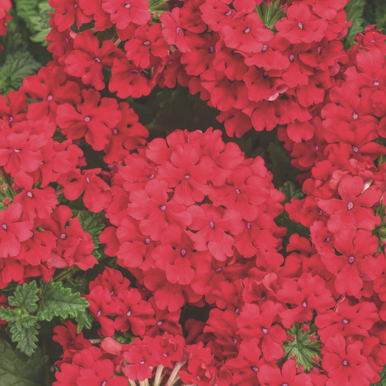 Verbena Flower | Proven Winners Direct Superbena® – Proven Winners Direct™