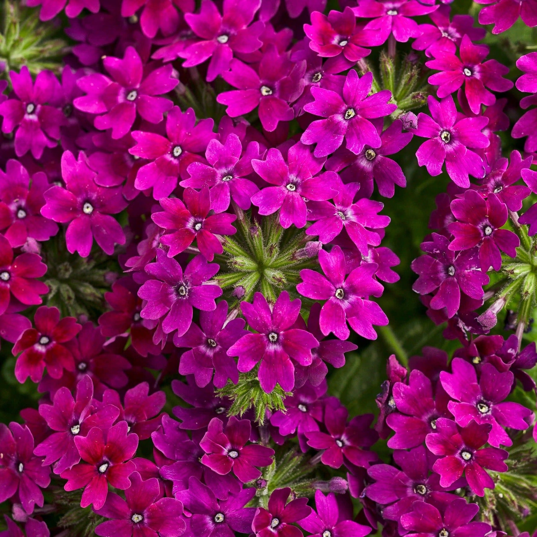 Verbena Flower | Proven Winners Direct Superbena® – Proven Winners Direct™