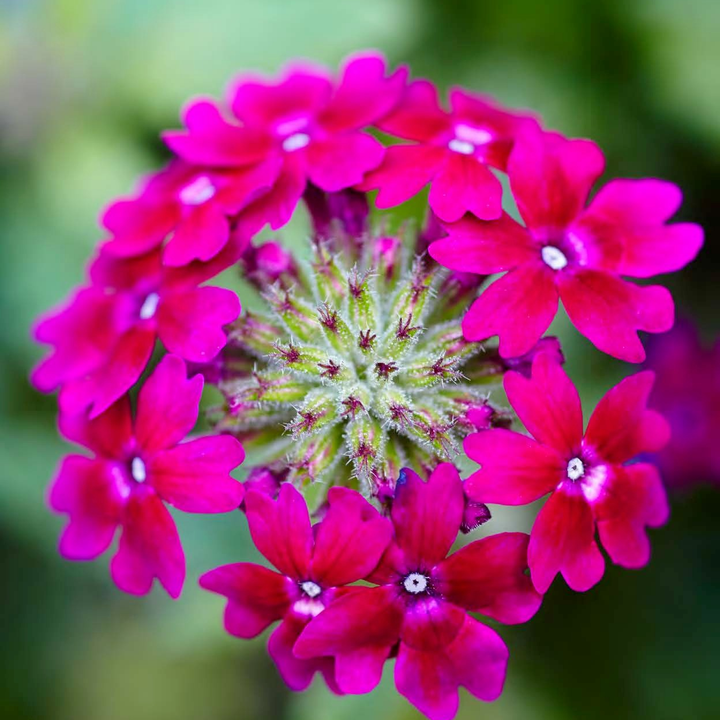 Verbena Flower | Proven Winners Direct Superbena® – Proven Winners Direct™