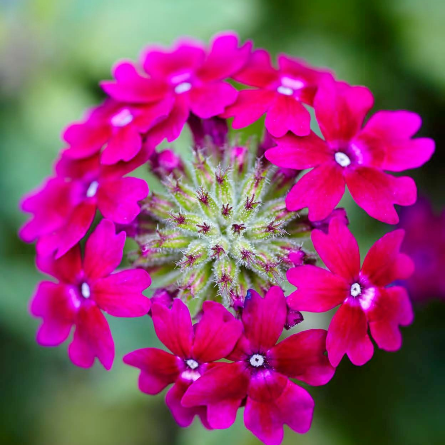 Verbena Flower | Proven Winners Direct Superbena® – Proven Winners Direct™