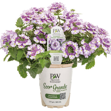 Verbena Flower | Proven Winners Direct Superbena® – Proven Winners Direct™