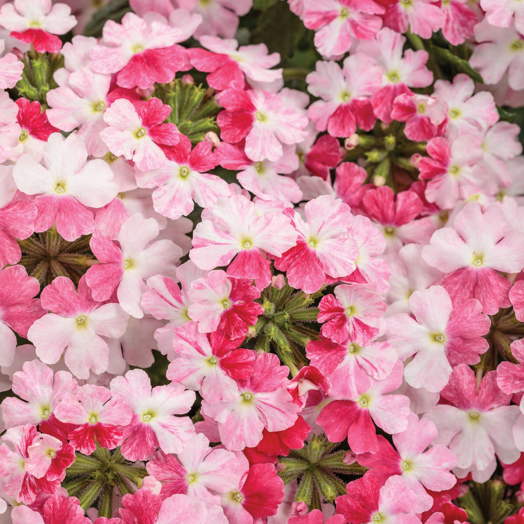 Verbena Flower | Proven Winners Direct Superbena® – Proven Winners Direct™