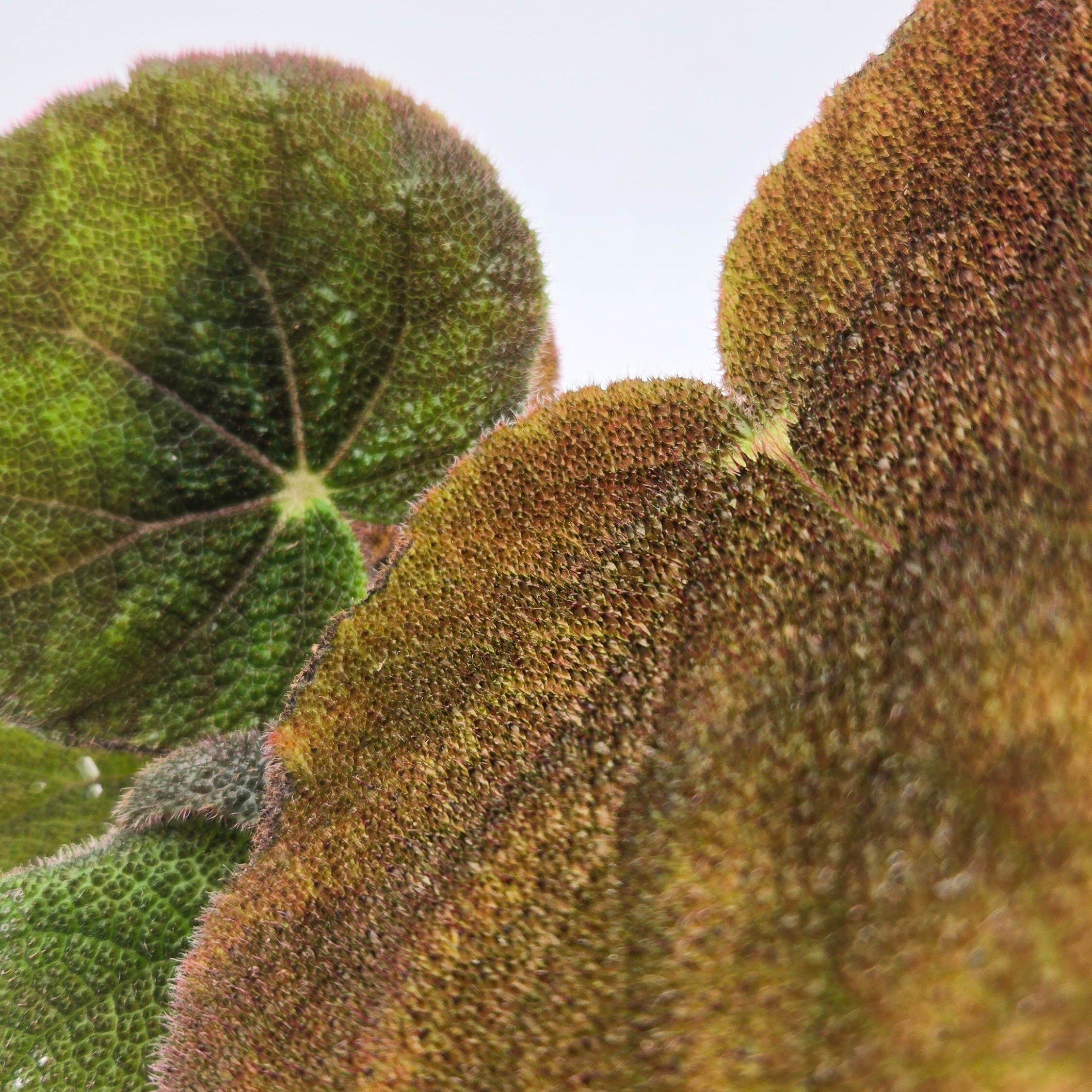 Rock Begonia | leafjoy® Bold Belles™ Crystalline Sparkle™ | Proven ...