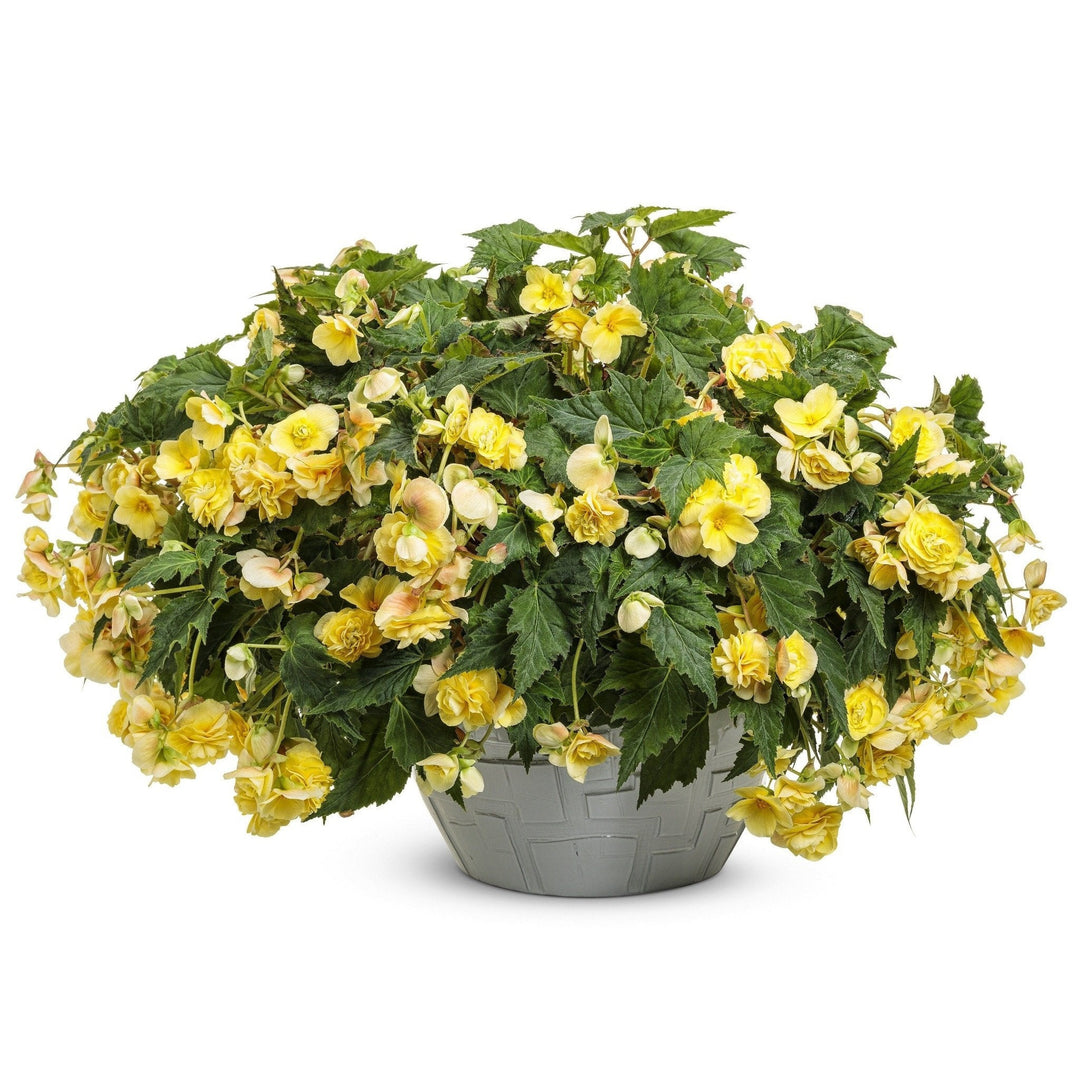 Shop The Largest Selection Of Proven Winners® Plants & Products Online ...