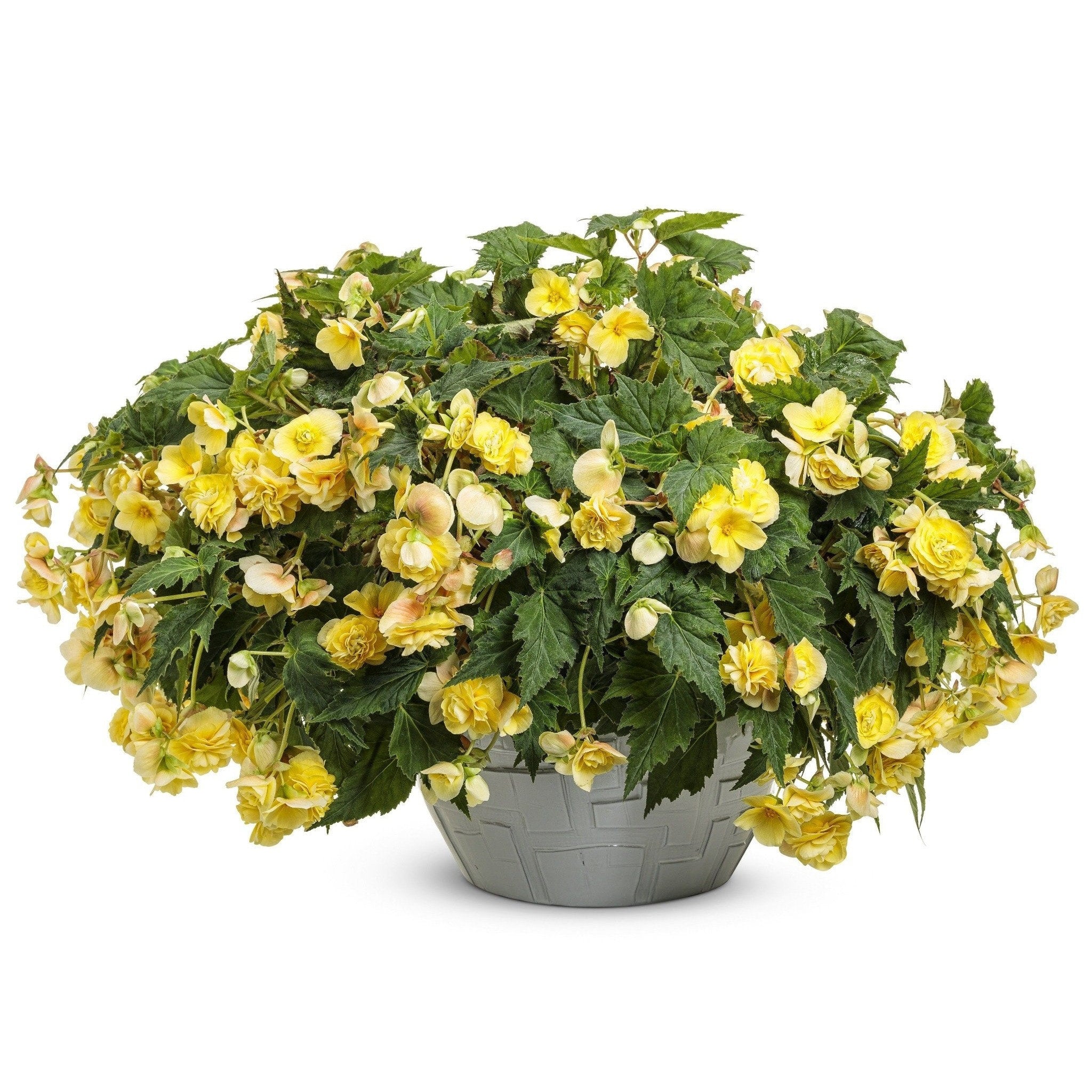 Shop The Largest Selection Of Proven Winners® Plants & Products Online ...