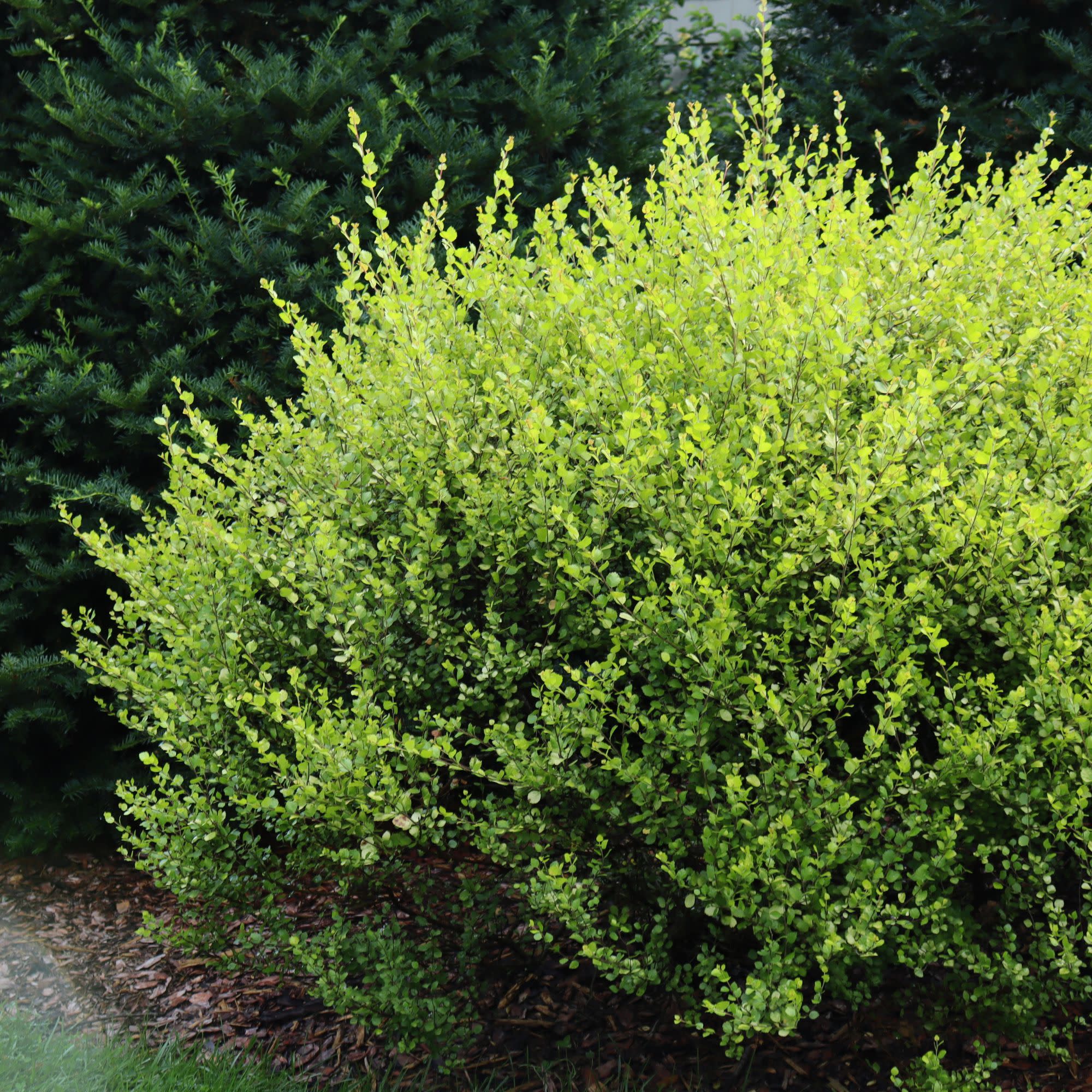 Dwarf Birch | Cesky Gold® | Proven Winners® Shrubs – Proven Winners Direct™