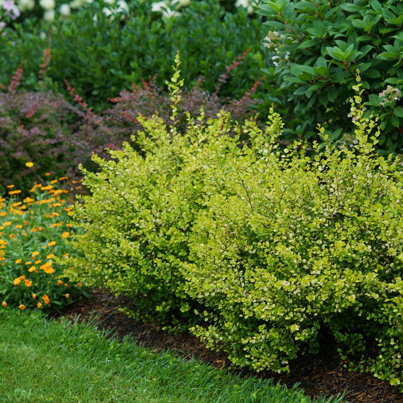 Dwarf Birch | Cesky Gold® | Proven Winners® Shrubs – Proven Winners Direct™