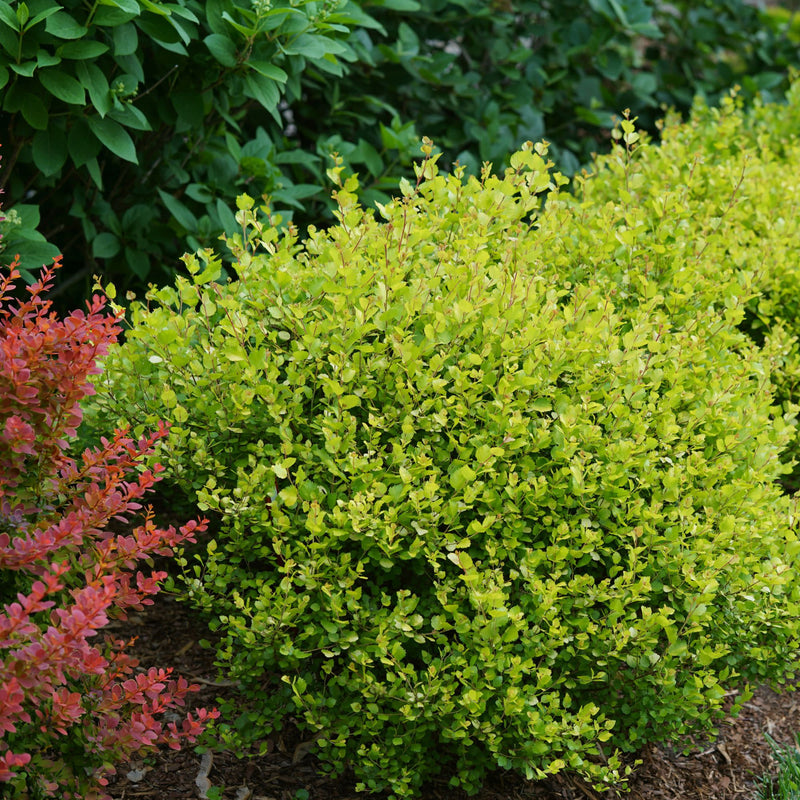 Dwarf Birch | Cesky Gold® | Proven Winners® Shrubs – Proven Winners Direct™