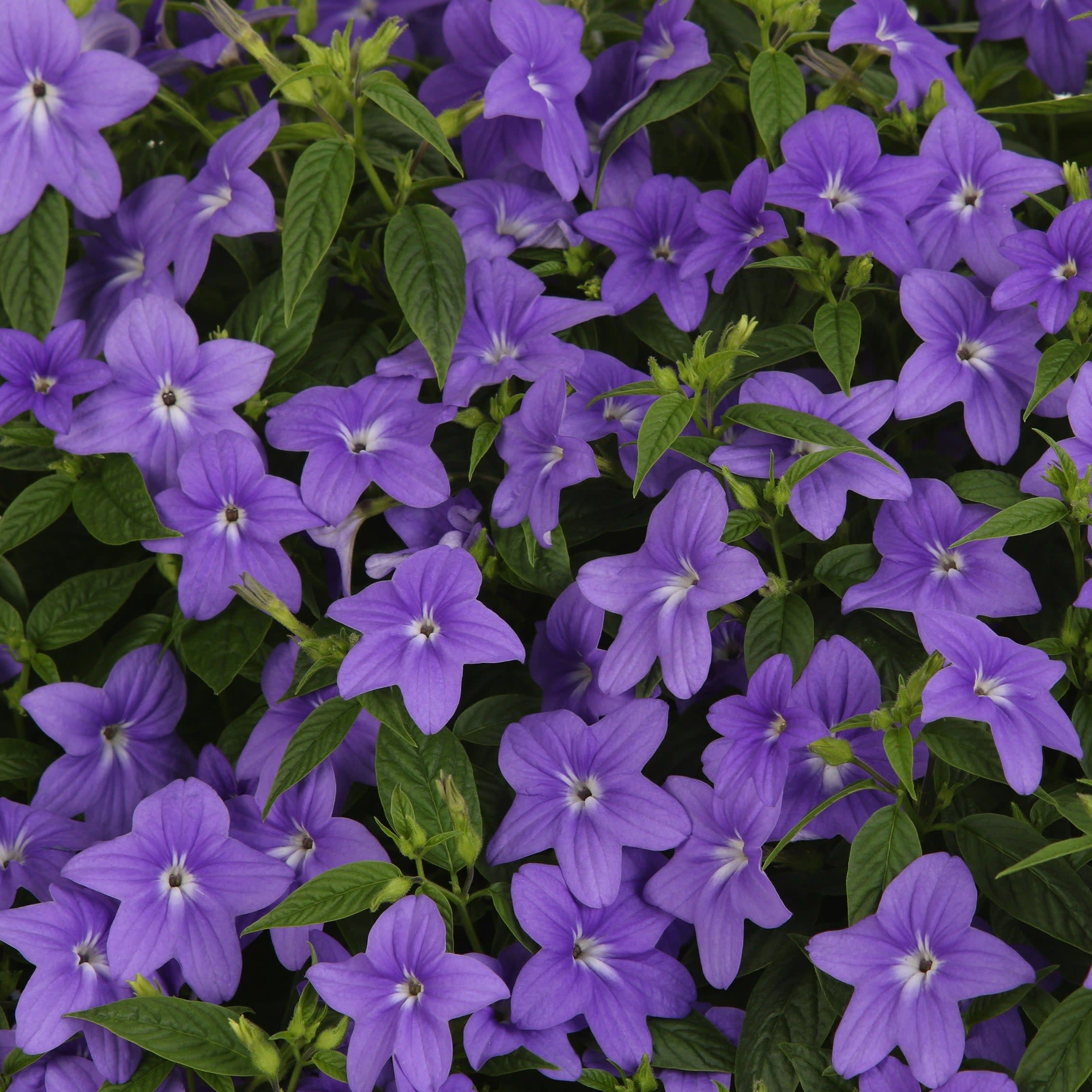 Bush Violet | Endless™ Illumination | Proven Winners® Annuals – Proven ...
