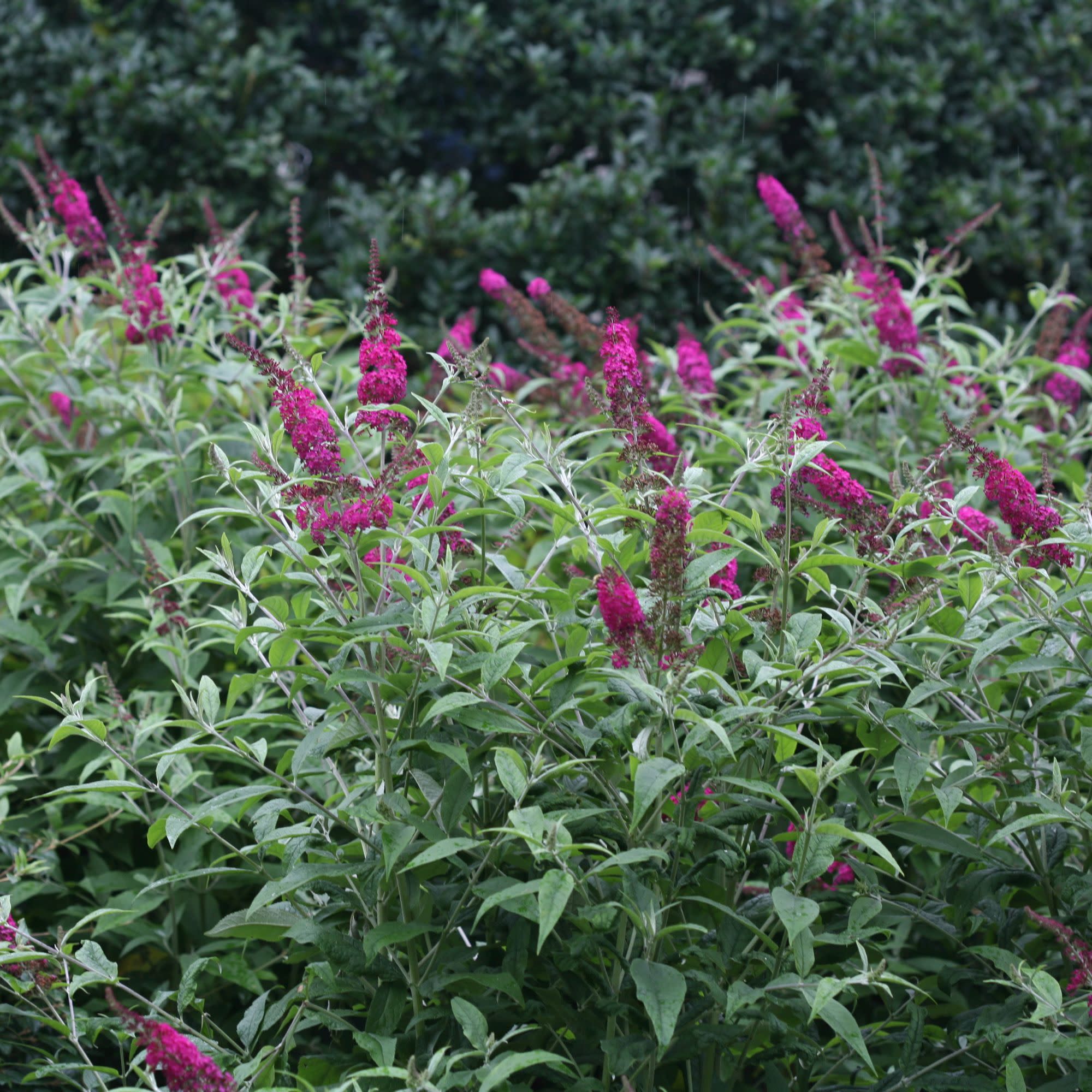Butterfly Bush | 'Miss Ruby' | Proven Winners® Shrubs – Proven Winners ...