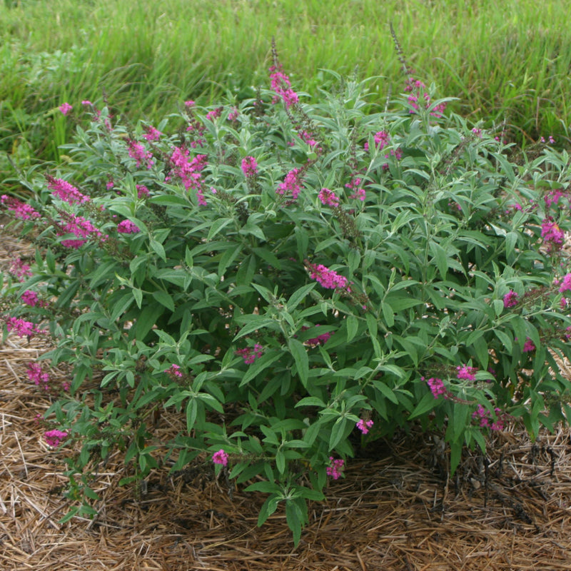 Butterfly Bush | 'Miss Ruby' | Proven Winners® Shrubs – Proven Winners ...