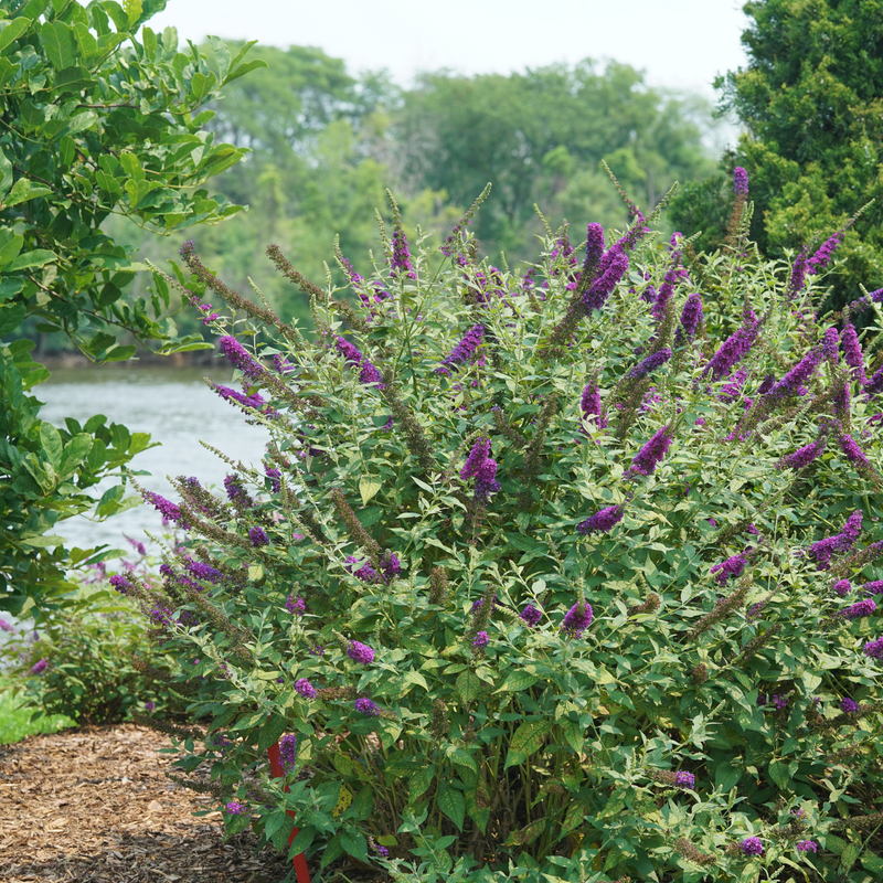 Butterfly Bush | 'Miss Violet' | Proven Winners® Shrubs – Proven ...