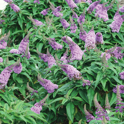 Butterfly Bush | Pugster® Amethyst | Proven Winners® Shrubs – Proven ...
