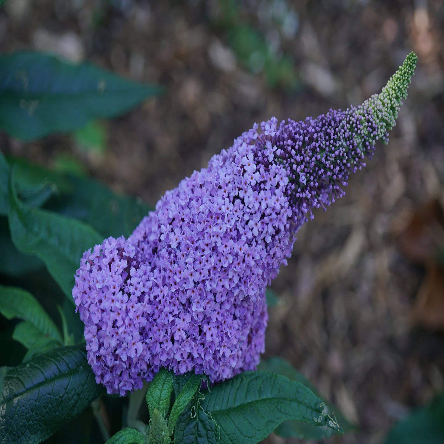 Proven Winners®Buddleia - Butterfly Bushes – Proven Winners Direct™