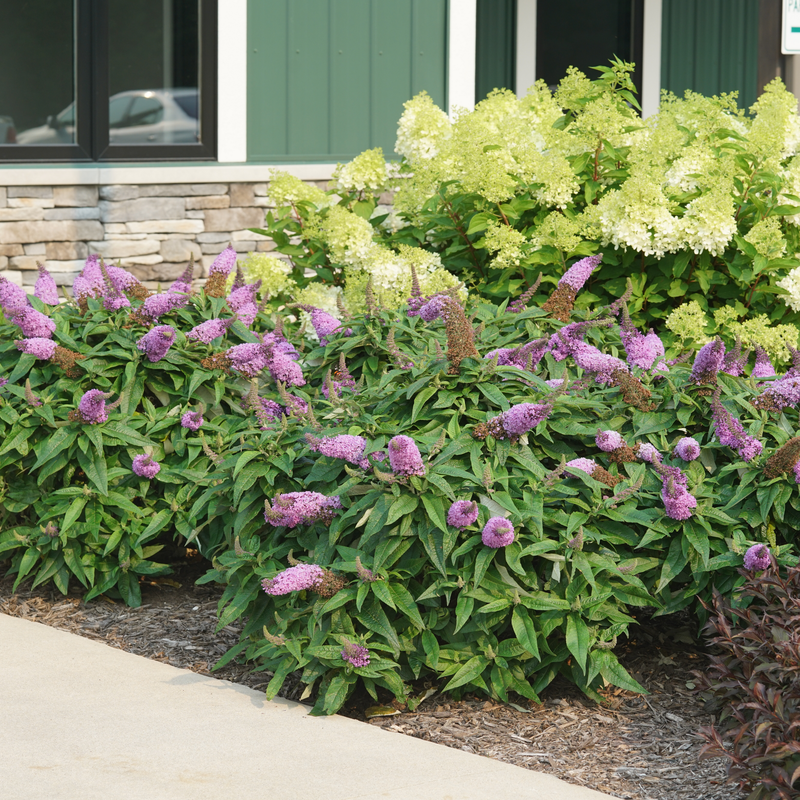 Butterfly Bush | Pugster® Amethyst | Proven Winners® Shrubs – Proven ...