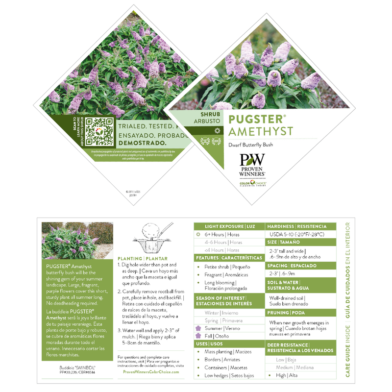 Butterfly Bush | Pugster® Amethyst | Proven Winners® Shrubs – Proven ...