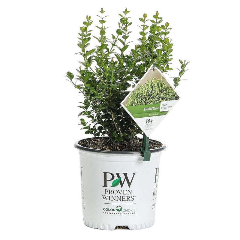 Boxwood | Sprinter® | Proven Winners® Shrubs – Proven Winners Direct™