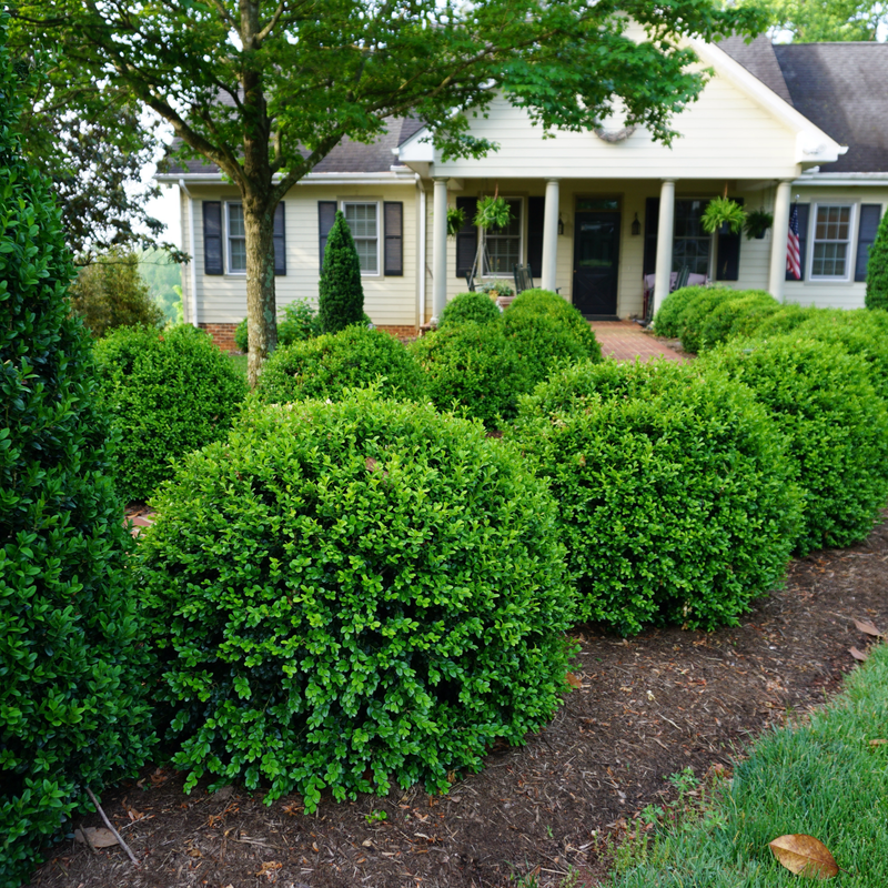Boxwood | NewGen Independence® | Proven Winners® Shrubs – Proven ...