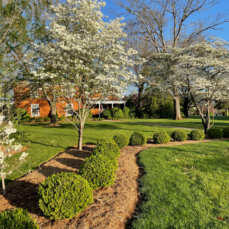 Boxwood | NewGen Independence® | Proven Winners® Shrubs – Proven ...